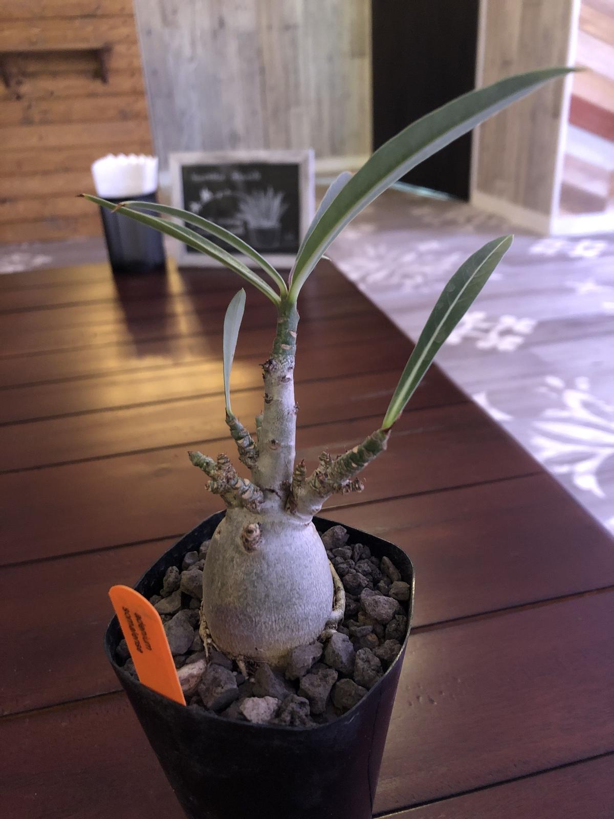 adenium somalense | plants holic "little m...