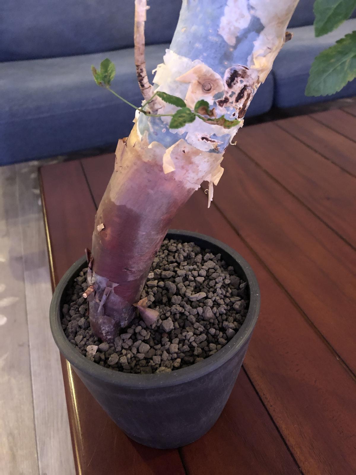 commiphora africana《L size》※mad black pot植え vi...