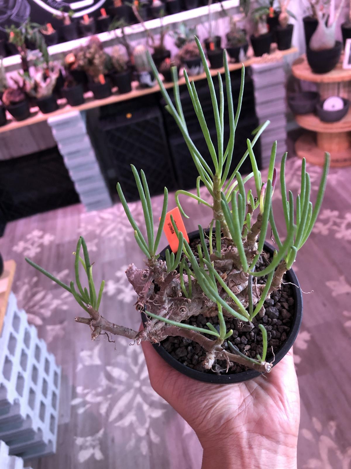 othonna protecta《L size》※現地球発根済株※今後輸入が厳しく流通少ない美...