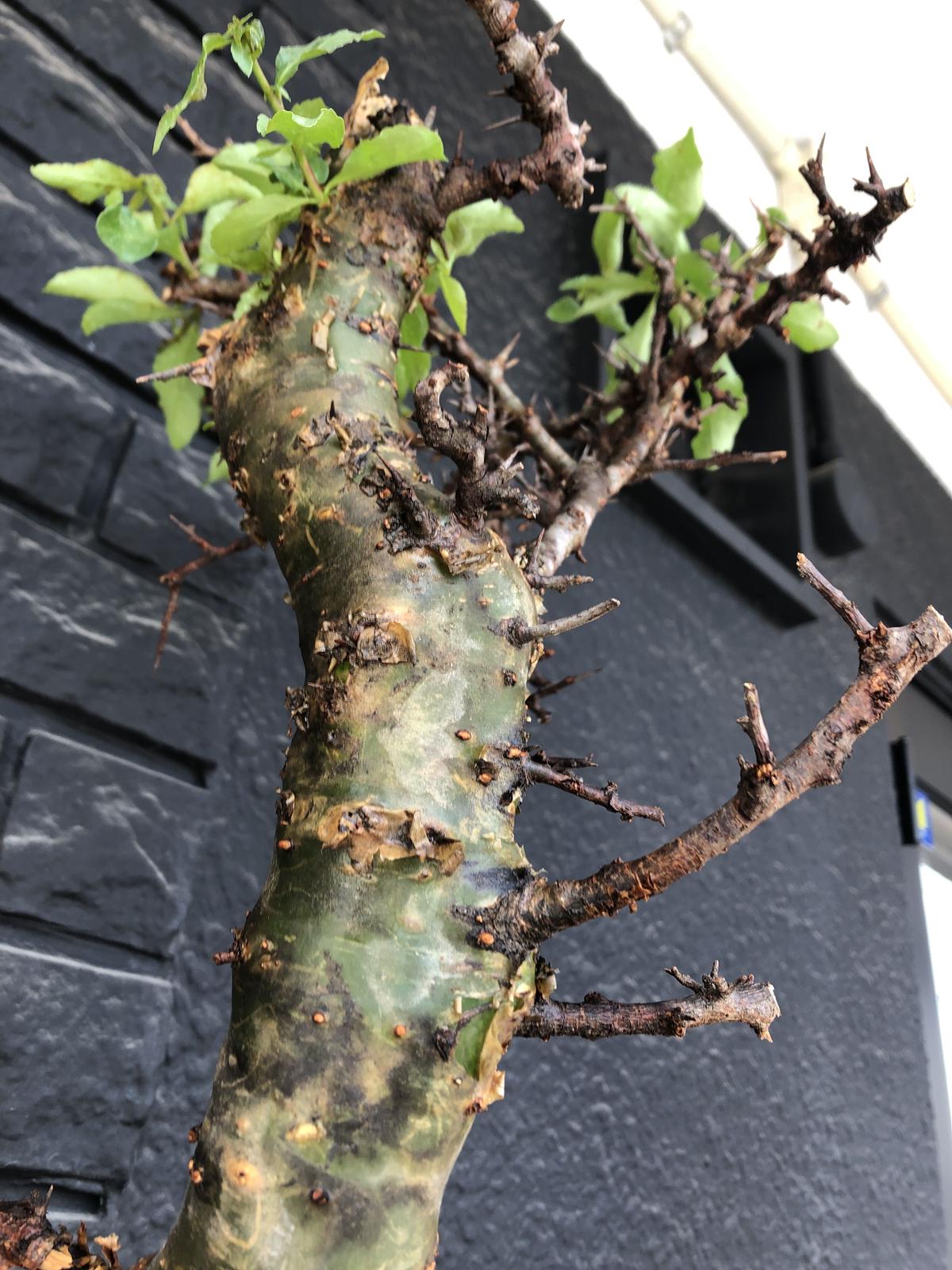 commiphora eminii《大きめLL size》※現地球発根後店主国内管理4年株※幹...