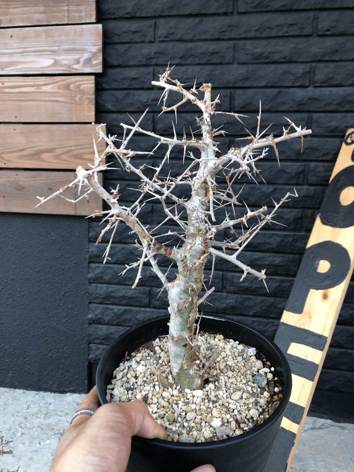 commiphora simplicifolia《L size》シルバーの枝と棘‼︎