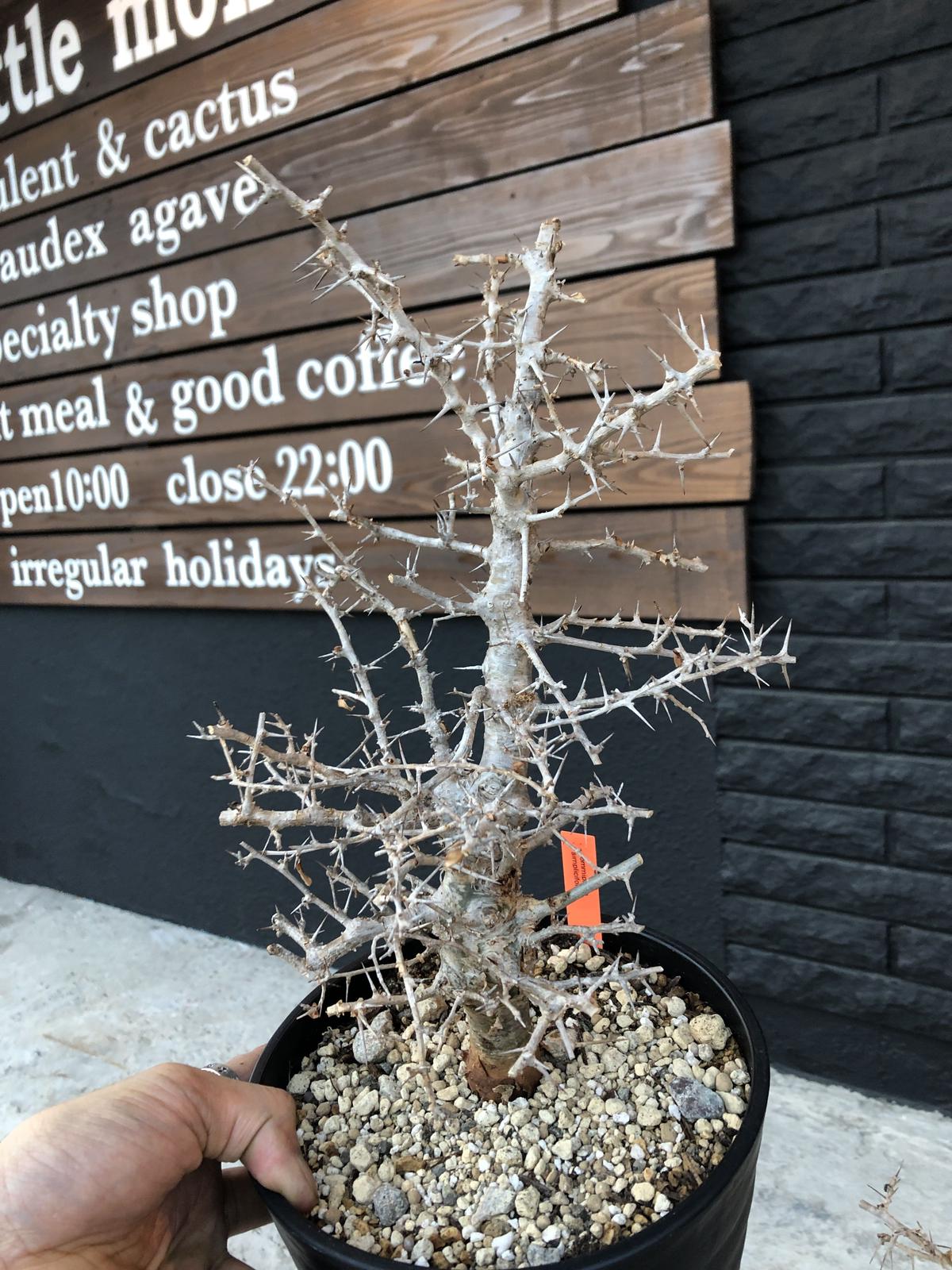 commiphora simplicifolia《L size》シルバーの枝と棘‼︎
