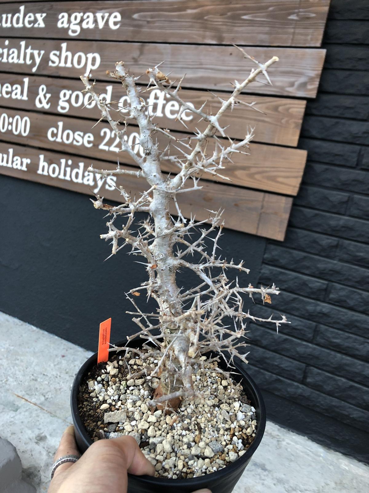 commiphora simplicifolia《L size》シルバーの枝と棘‼︎