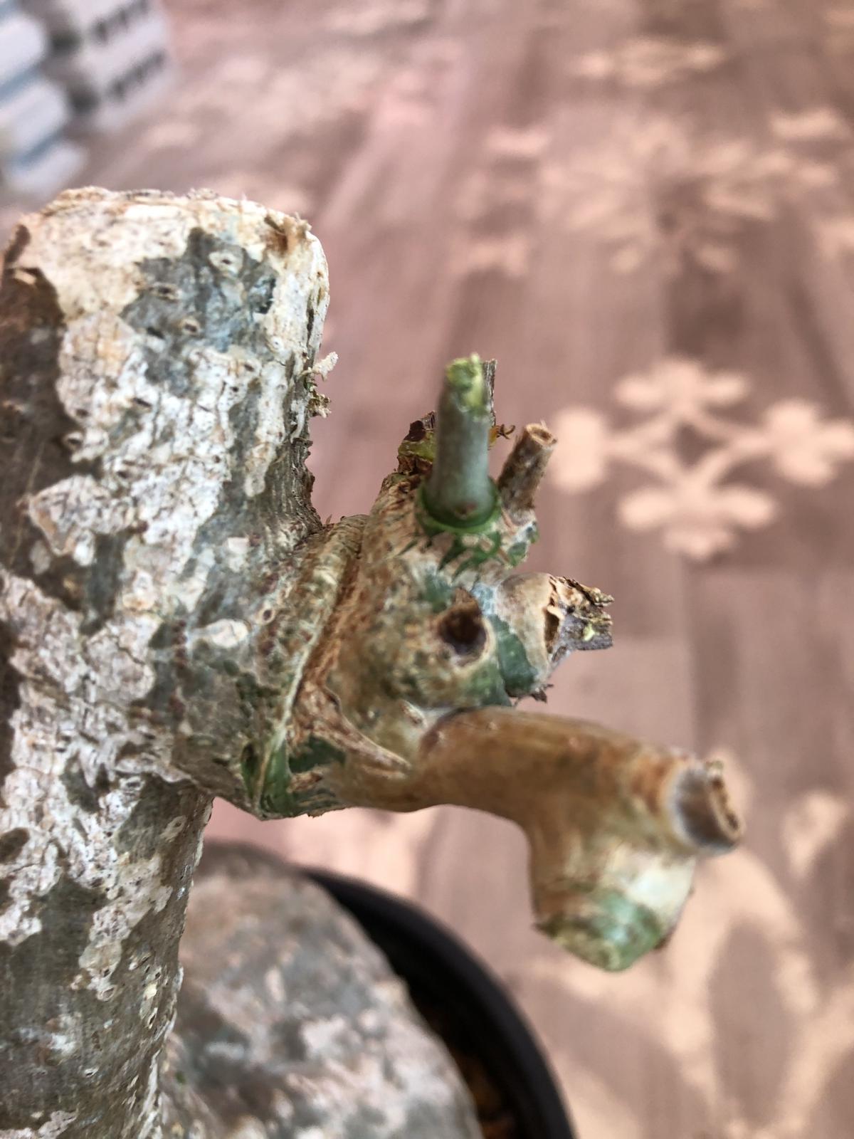 adenia stylosa《XL size》 | plants holic ...