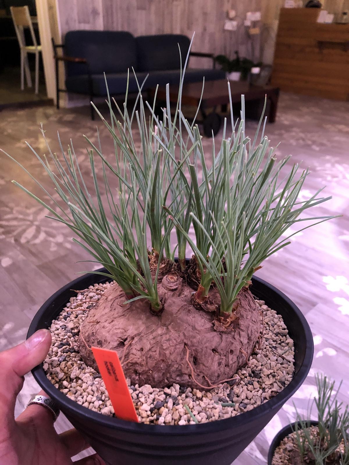 calibanus hookeri《L size》希少・極美株 | plants holi...