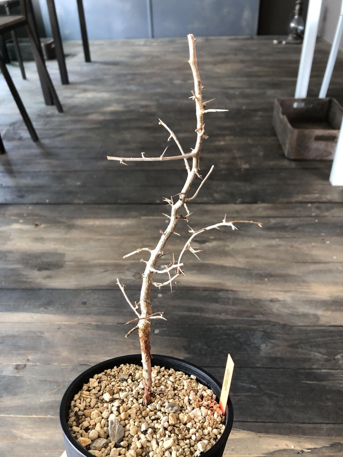 commiphora simplicifolia《M size》 | plants ho...