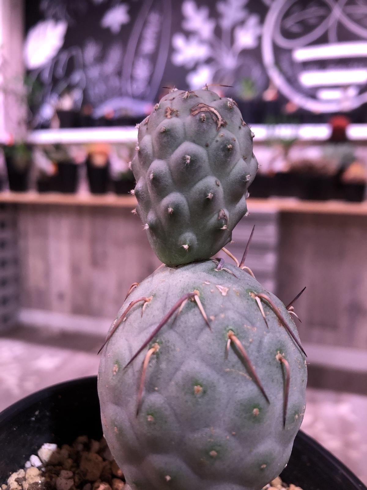tephrocactus geometricus《M size》 | plants hol...