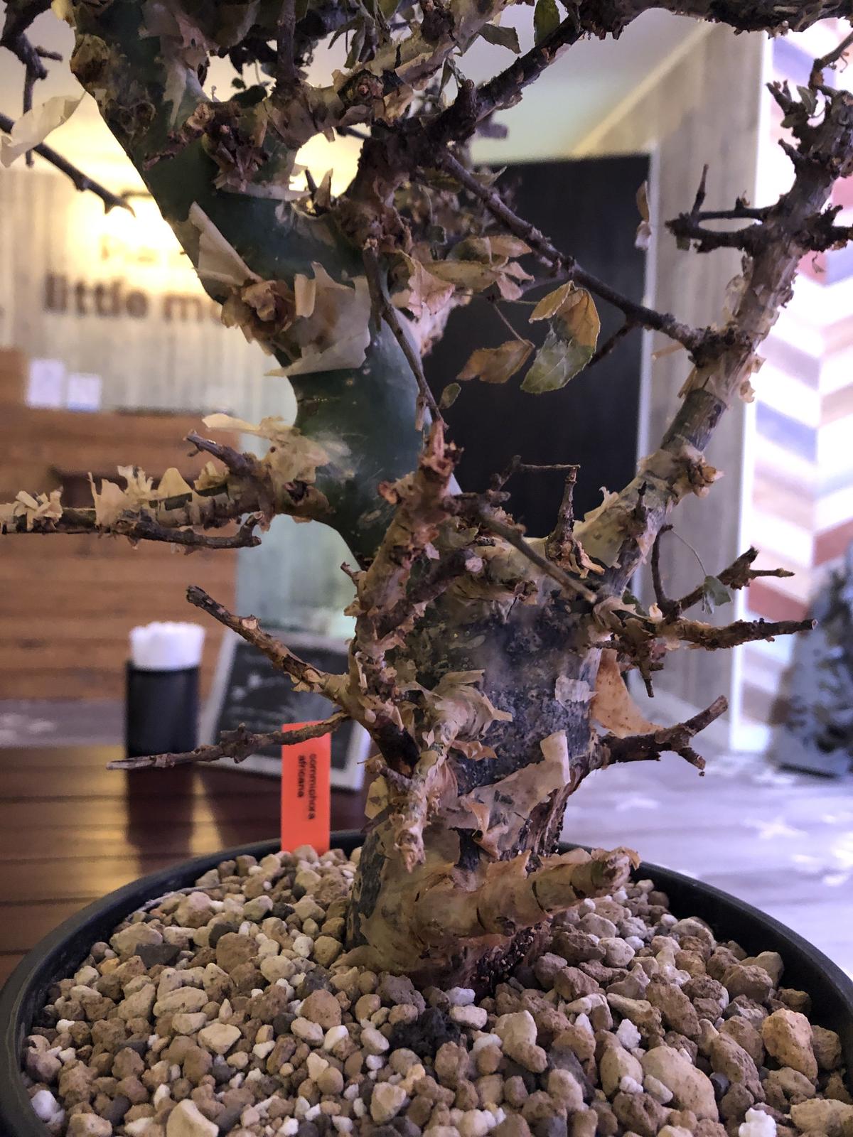 commiphora africana《L size》 | plants holic ...