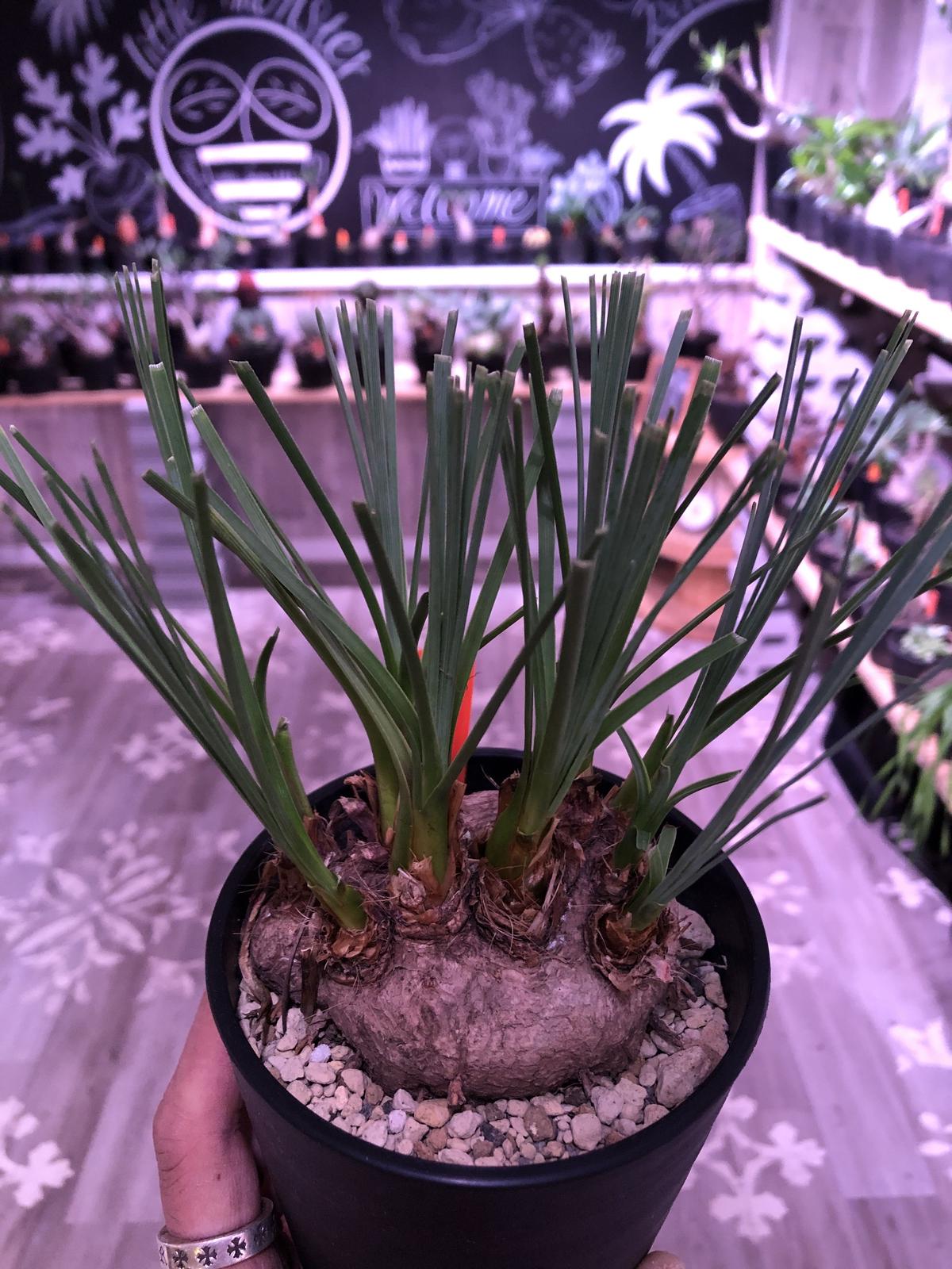 calibanus hookeri《M size》希少・極美株 冬にも強く地植えも可能な...