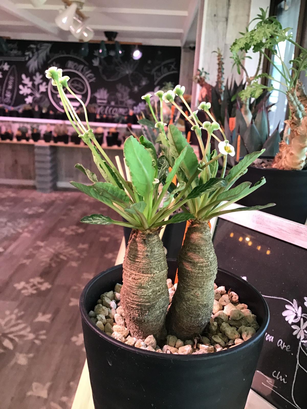 euphorbia fish bone《S size》おススメ株 | plants h...