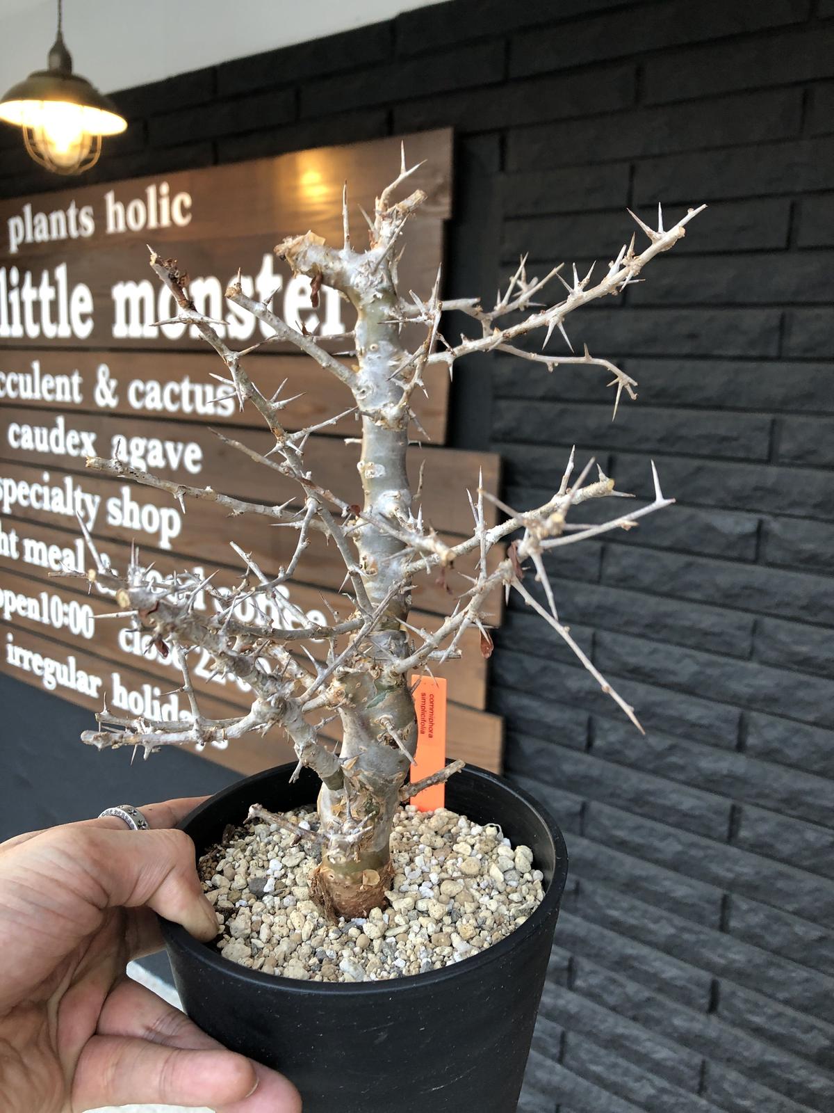 commiphora simplicifolia《M size》シルバーの枝と棘‼︎ | p...