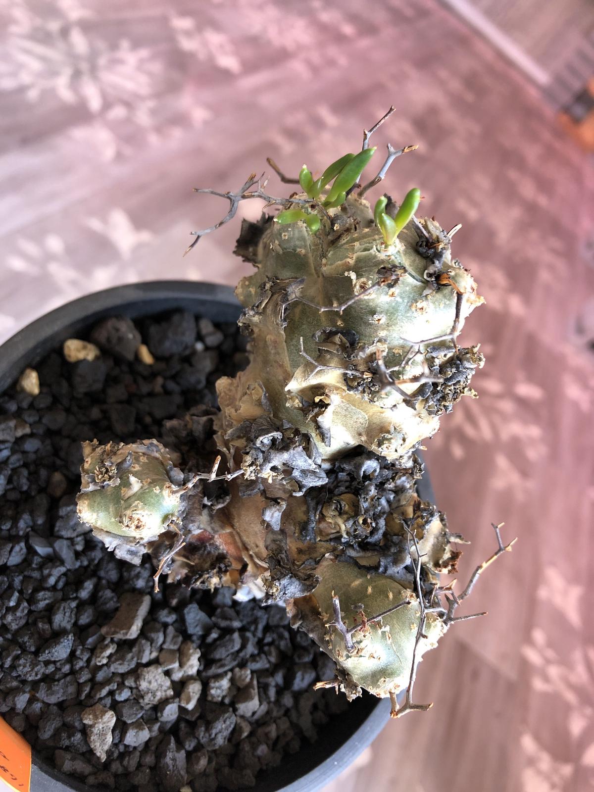 tylecodon reticulatus《M size》発根済み株‼︎ | plan...