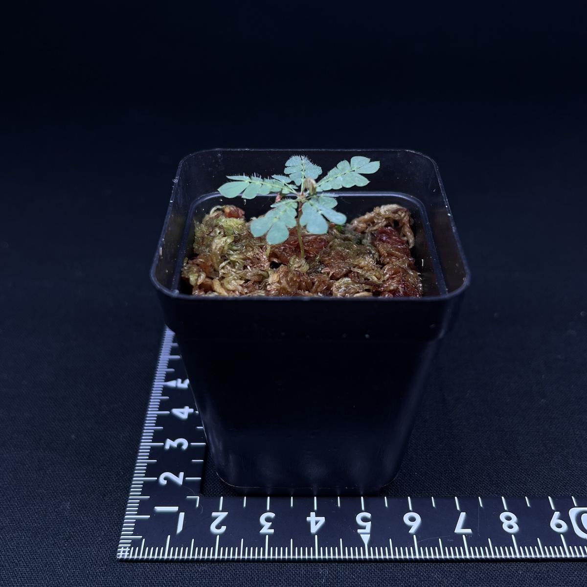 ビオフィツム sp.(Biophytum sp.) | MaCO frog design