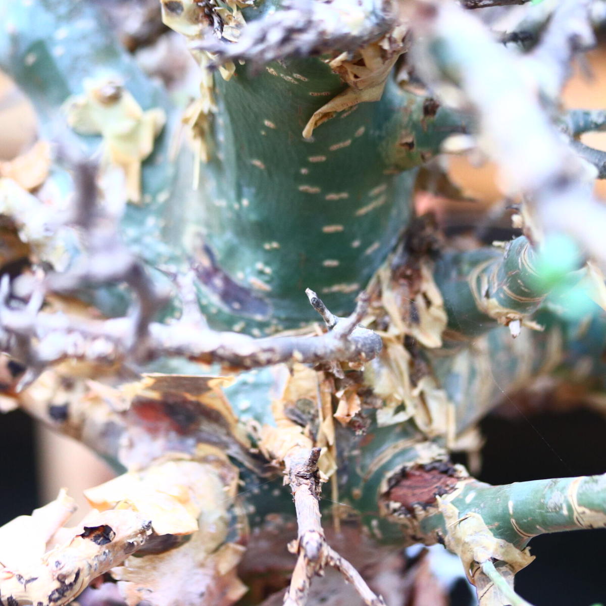 コミフォラ エミニー ／Commiphora eminii no.72406 | 芽の巣山