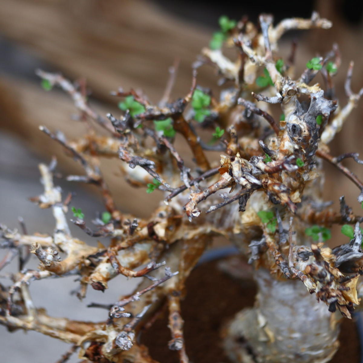 コミフォラ ストックシアナ / Commiphora stocksiana / 発根済み ...