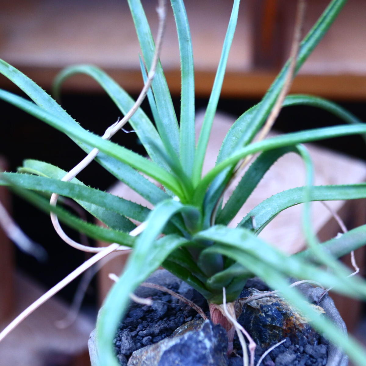 アロエアルビダ ／Aloe albida no.1226102 | 芽の巣山