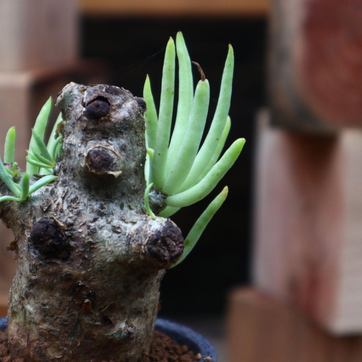 チレコドン ペアルソニー 白象／Tylecodon pearsonii no...