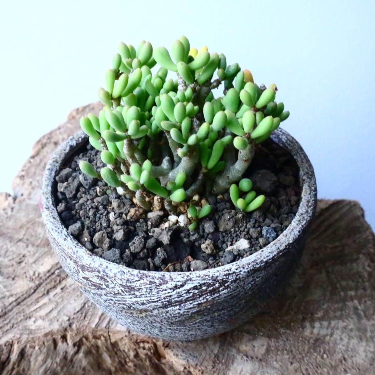 チレコドン スカエフェリアヌス Tylecodon schaeferanus No...