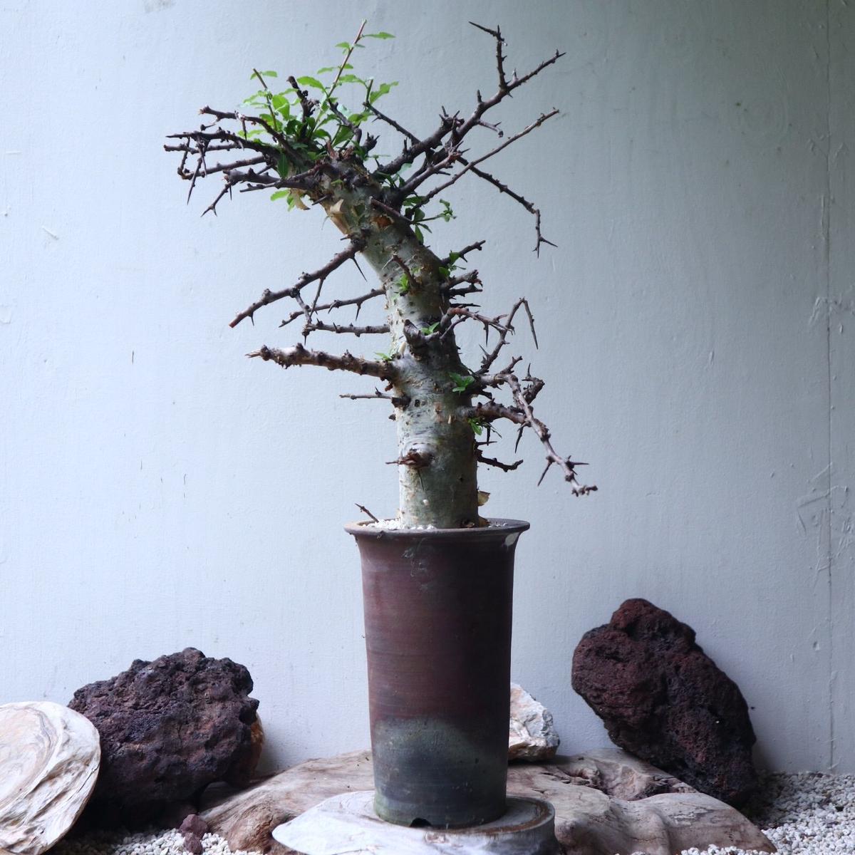 コミフォラ エミニー Commiphora eminii no.90823 | 芽の巣山