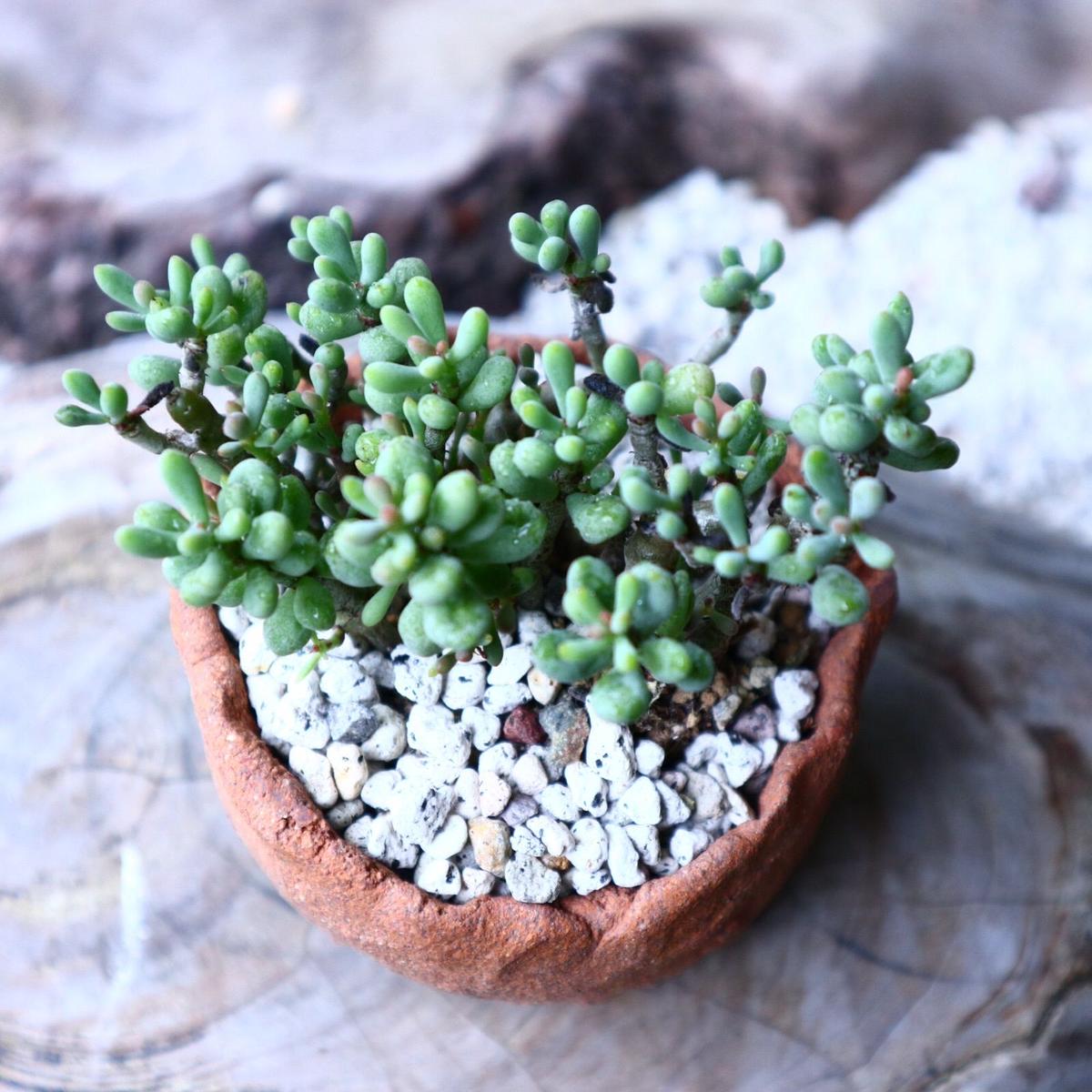 チレコドン スカエフェリアヌス Tylecodon schaeferanus n...