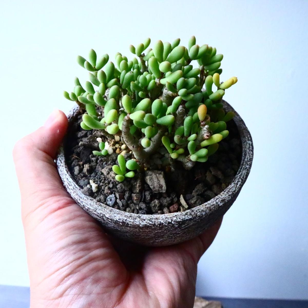 チレコドン スカエフェリアヌス Tylecodon schaeferanus No...