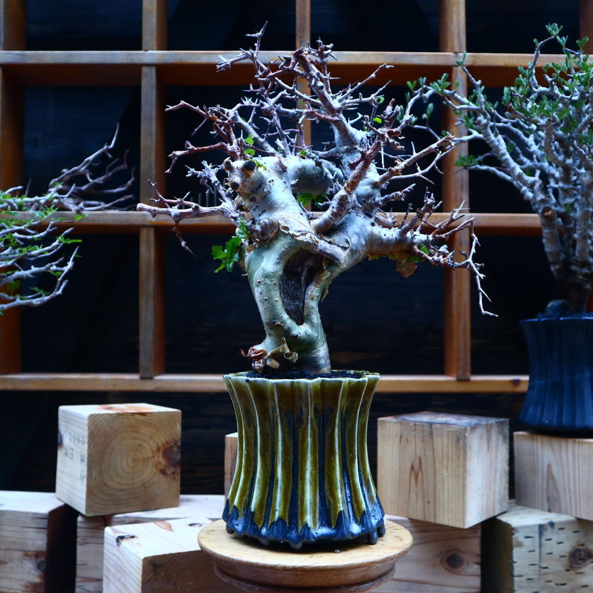 コミフォラ エミニー ／Commiphora eminii no.52305 | 芽の巣山