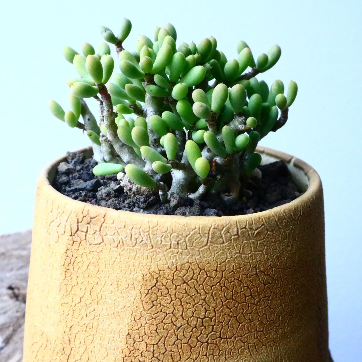 チレコドン スカエフェリアヌス Tylecodon schaeferanus No...