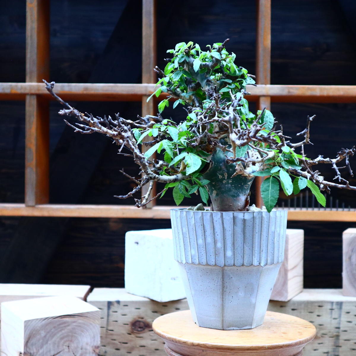 コミフォラ エミニー ／Commiphora eminii no.72502 | 芽の巣山