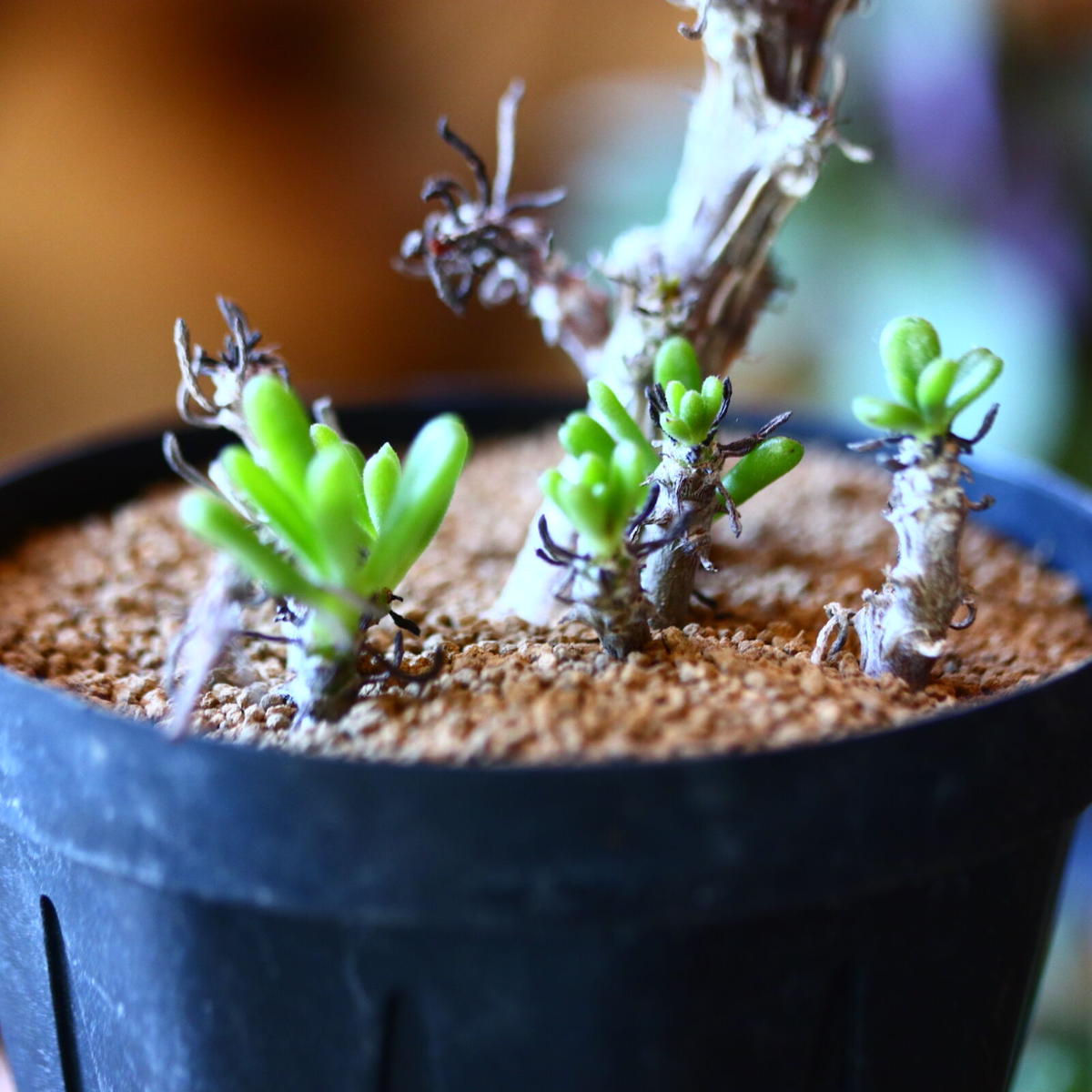 チレコドン ストリアツス tylecodon striatus no.1115...