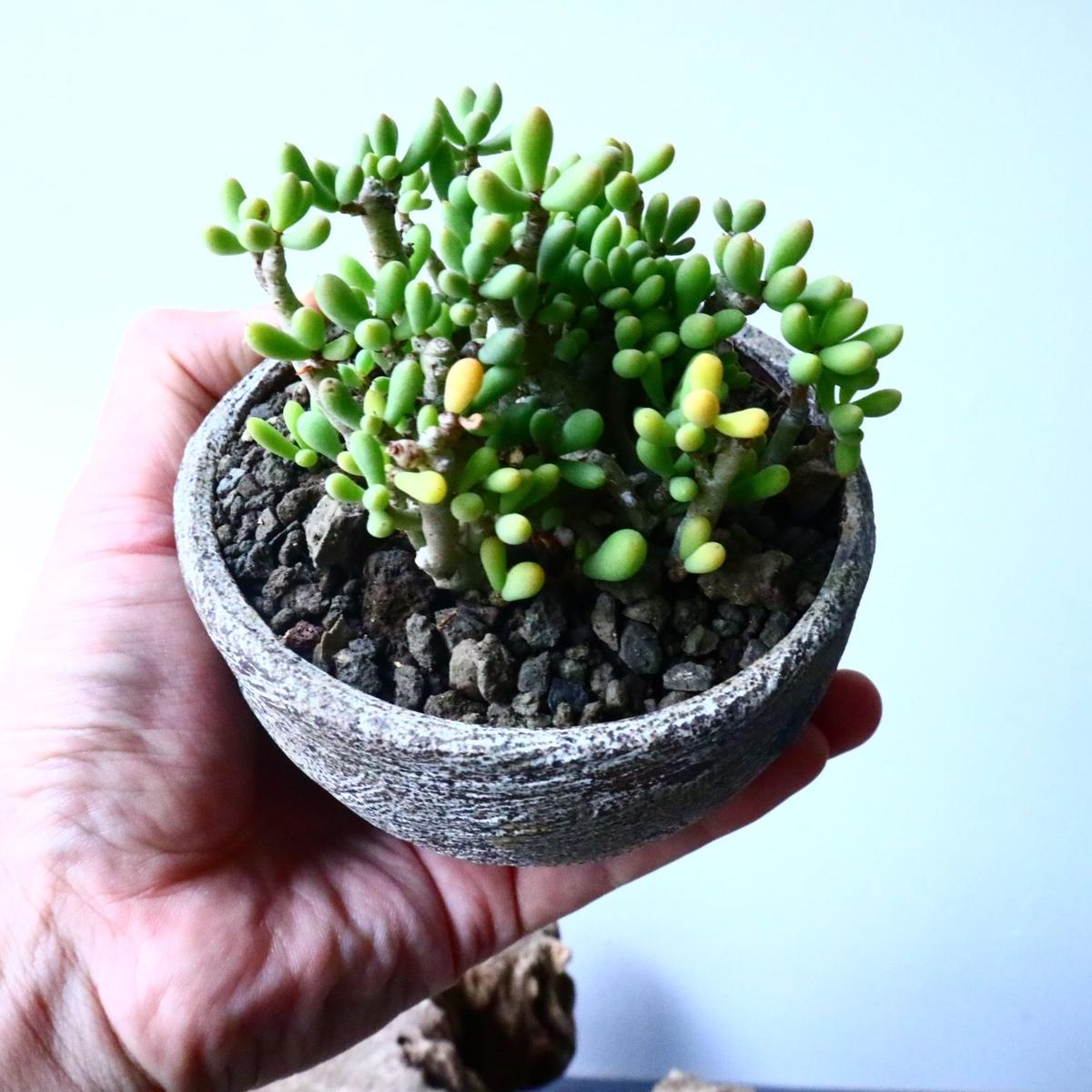 チレコドン スカエフェリアヌス Tylecodon schaeferanus No...