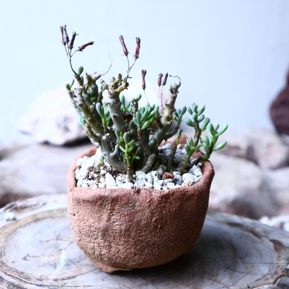 チレコドン スカエフェリアヌス Tylecodon schaeferanus n...