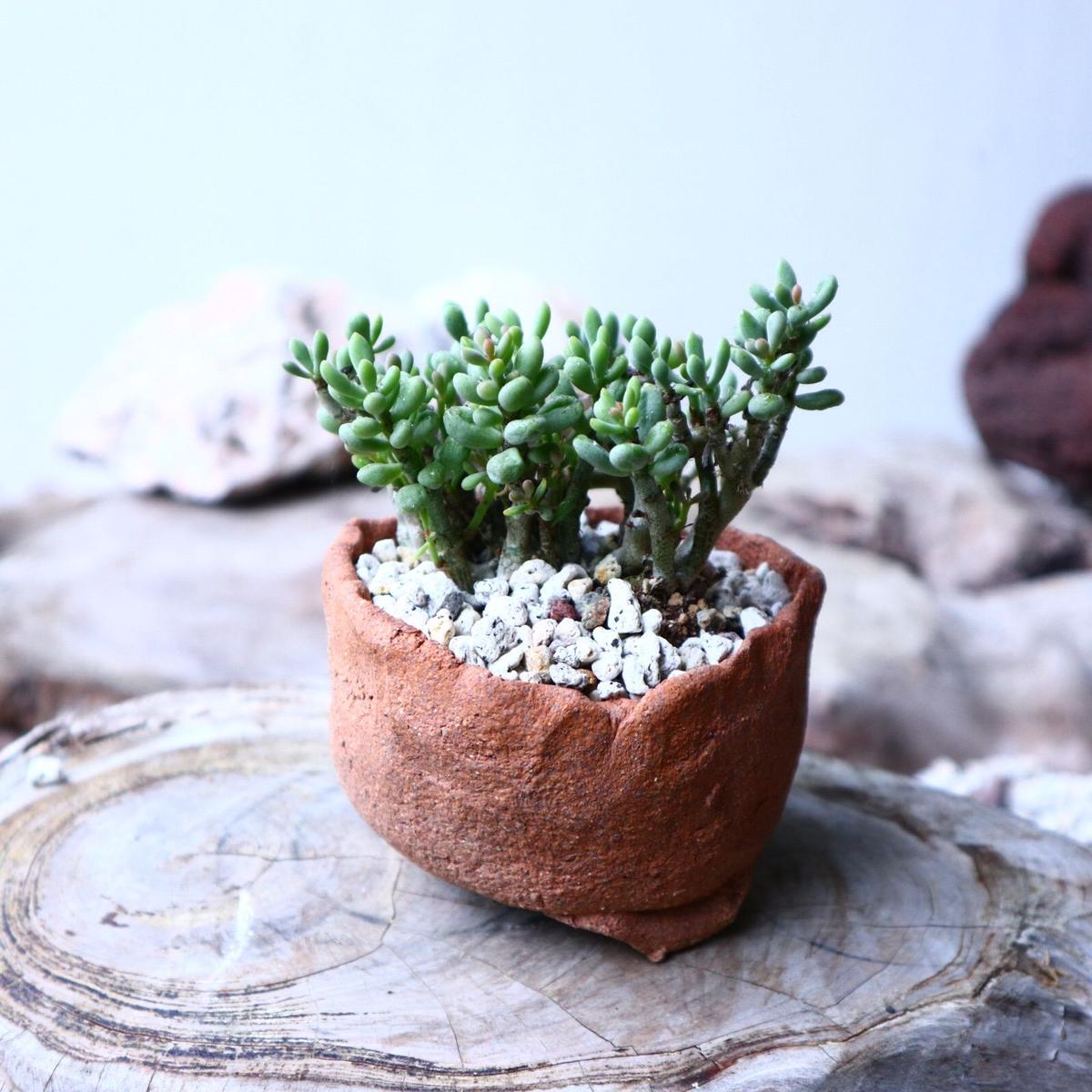 チレコドン スカエフェリアヌス Tylecodon schaeferanus n...