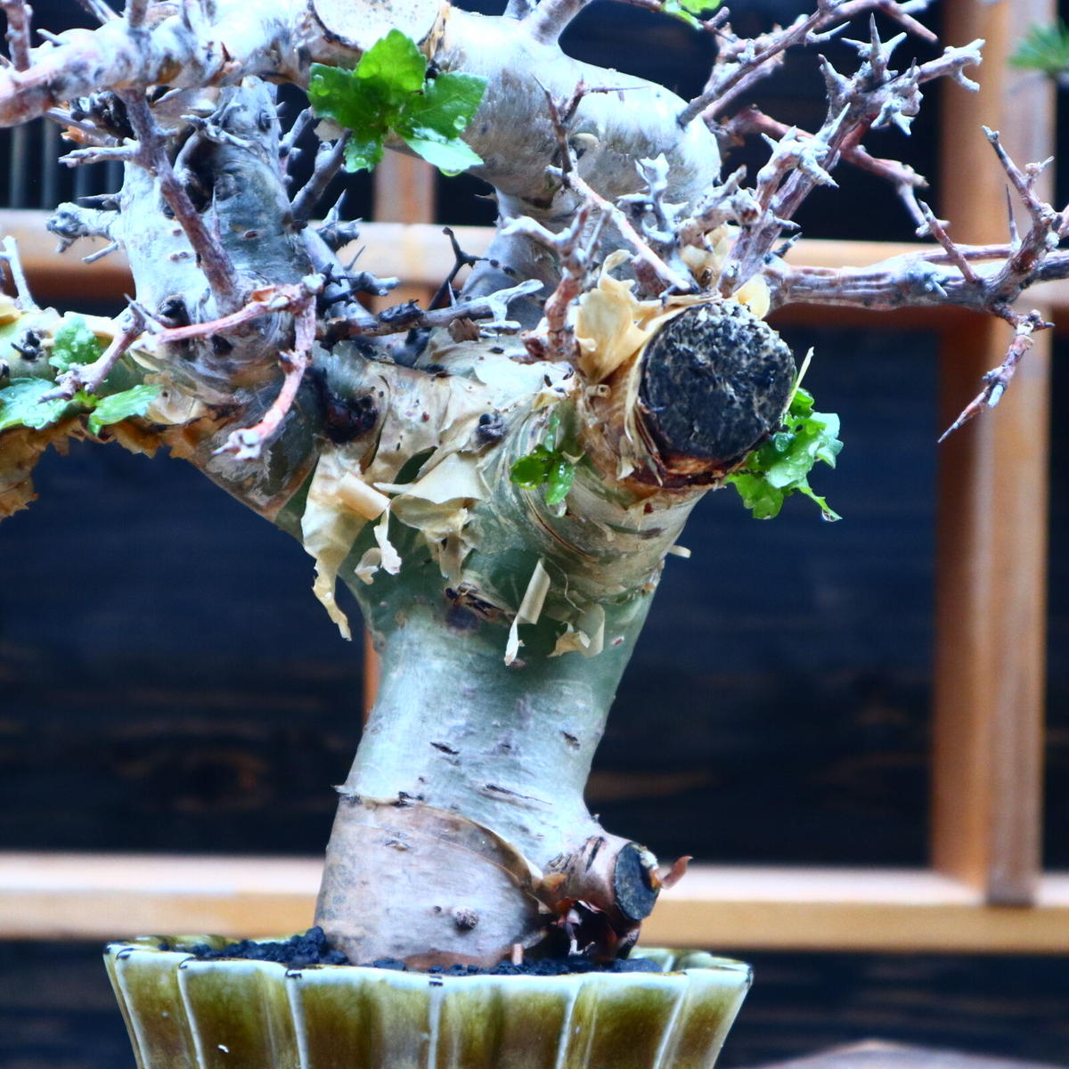 コミフォラ エミニー ／Commiphora eminii no.52305 | 芽の巣山