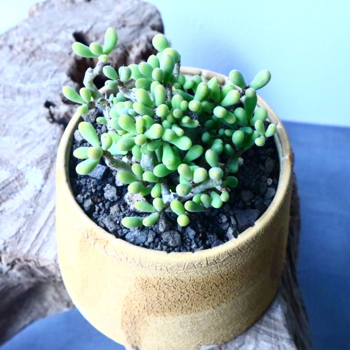 チレコドン スカエフェリアヌス Tylecodon schaeferanus No...