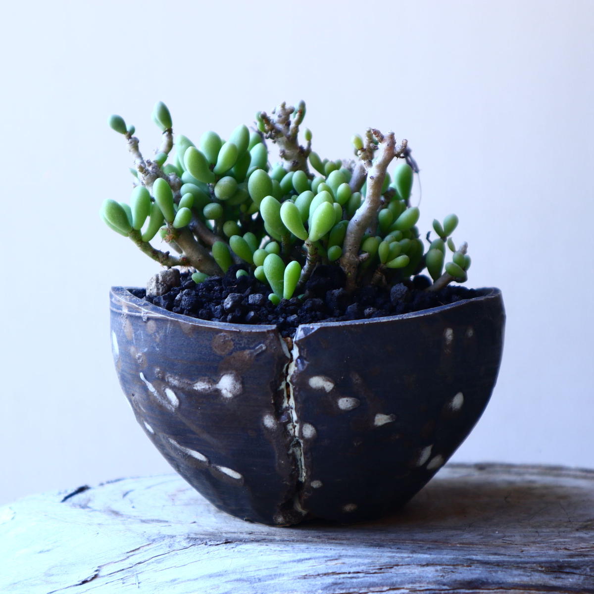 チレコドン スカエフェリアヌス Tylecodon schaeferanus ...