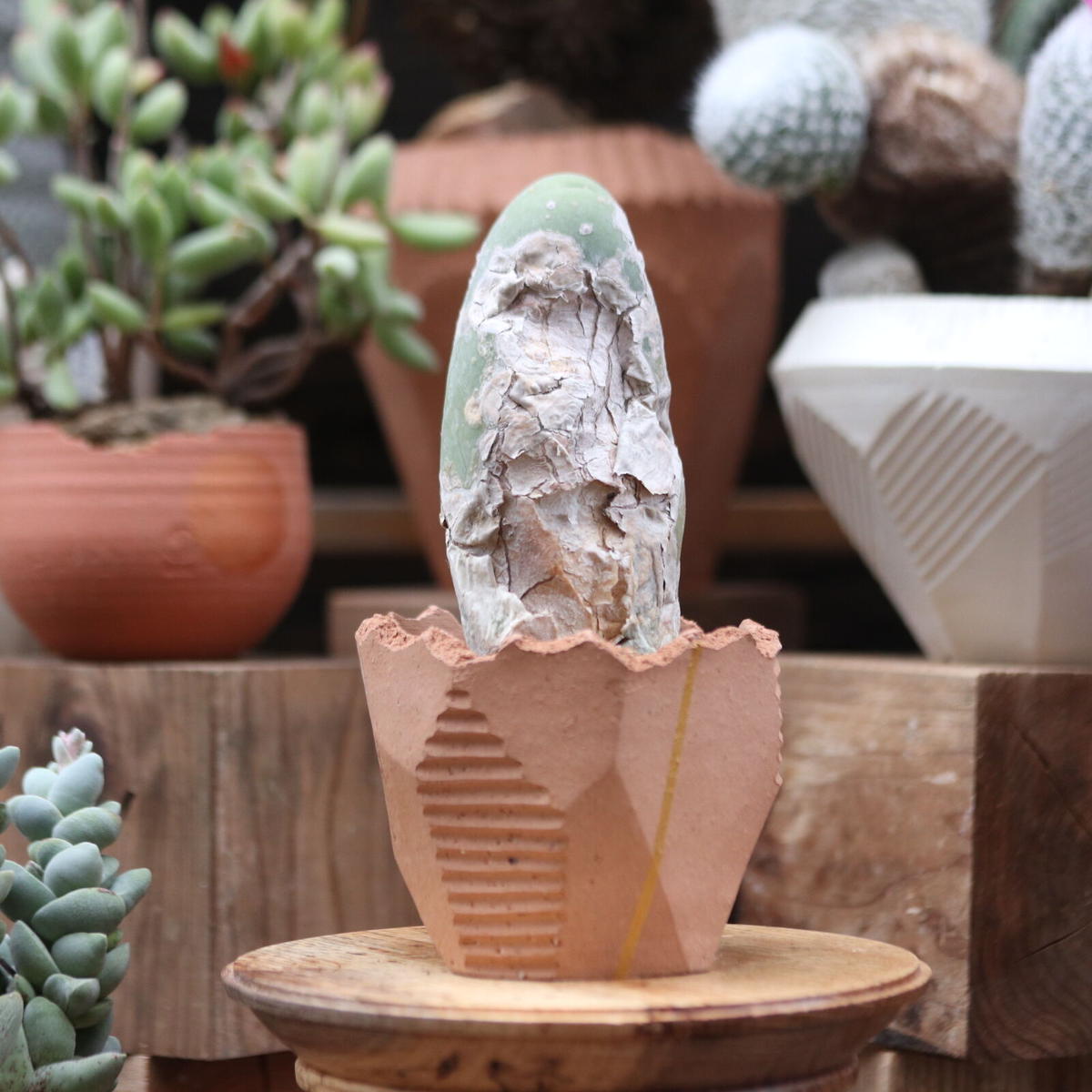 トリコセレウス 珍宝閣／Trichocereus bridgesii 'monstrosa'