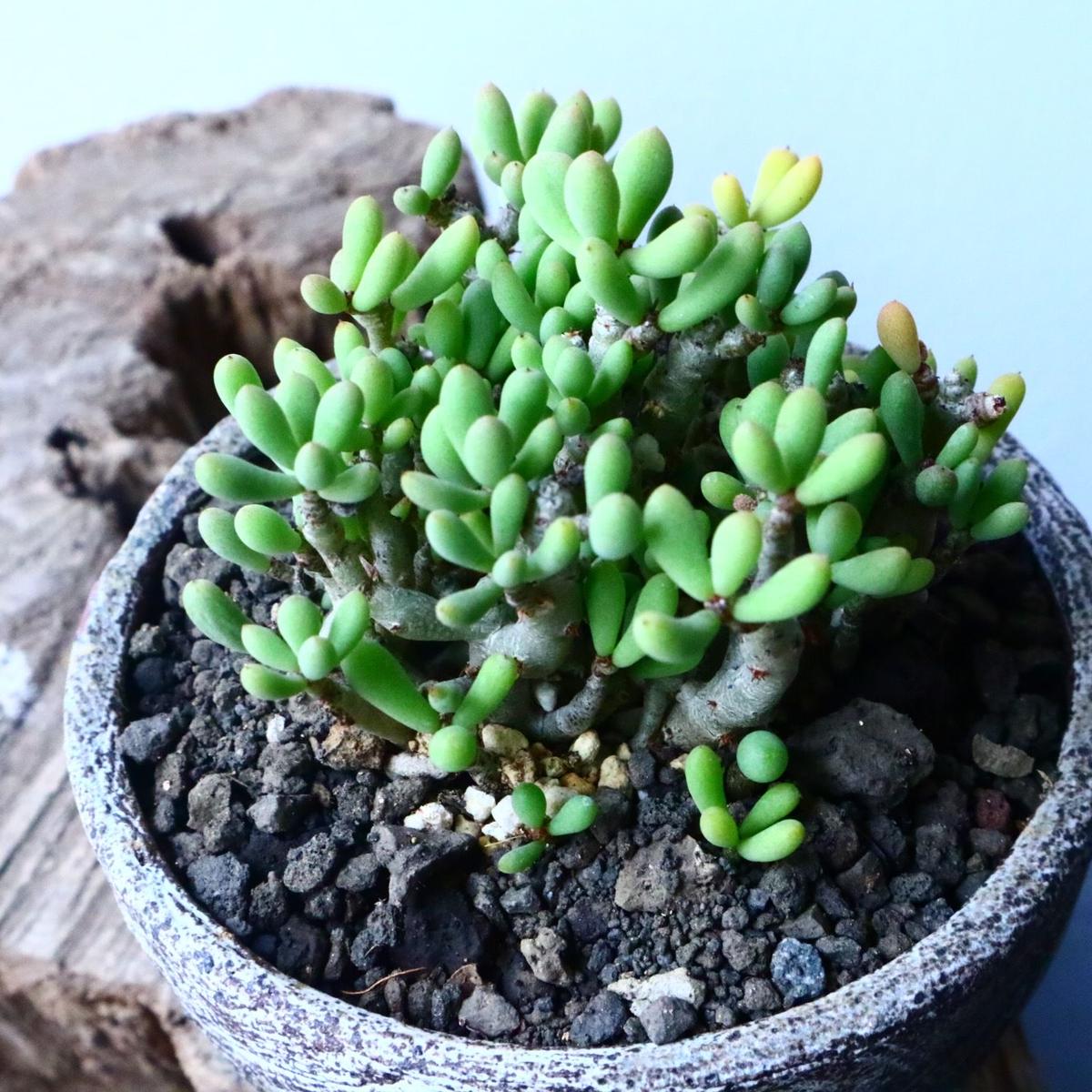 チレコドン スカエフェリアヌス Tylecodon schaeferanus No...