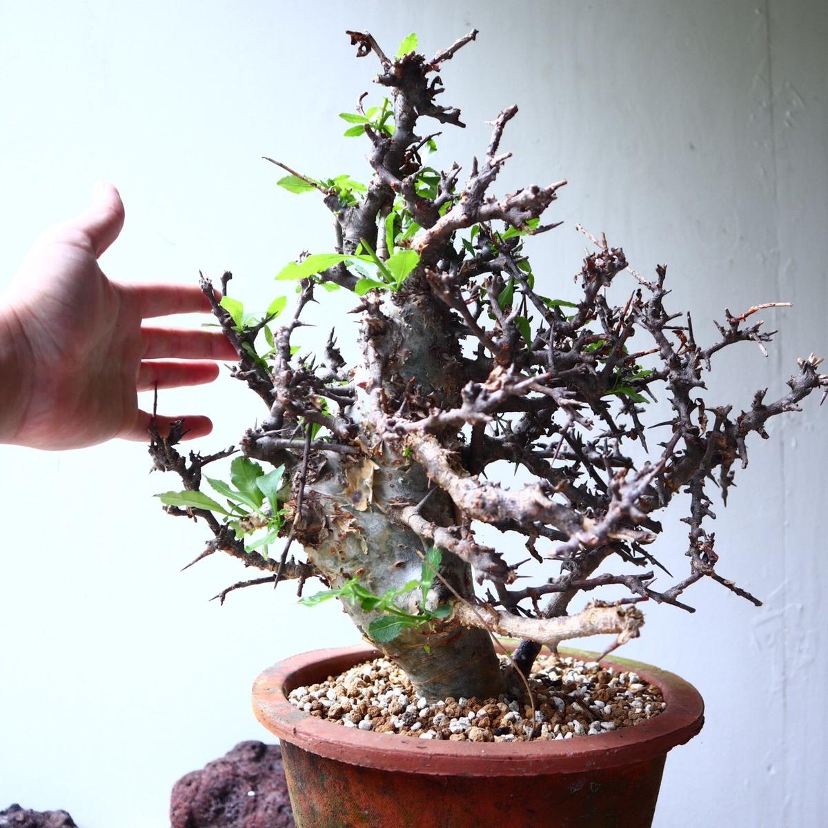 コミフォラ エミニー Commiphora eminii no.72125 | 芽の巣山