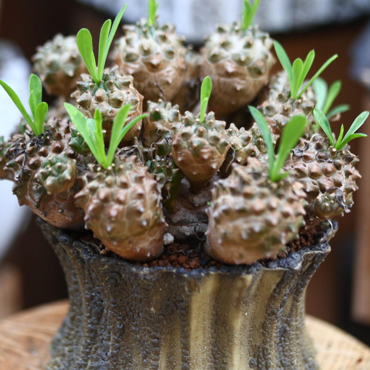 ユーフォルビア 峨眉山 / Euphorbia ‘Gabisan’/ 発根済み no....