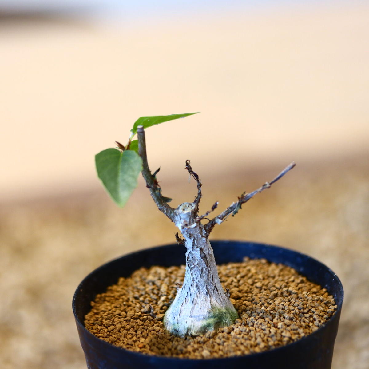 フィカス パルメリ / Ficus palmeri no.51424 | 芽の巣山