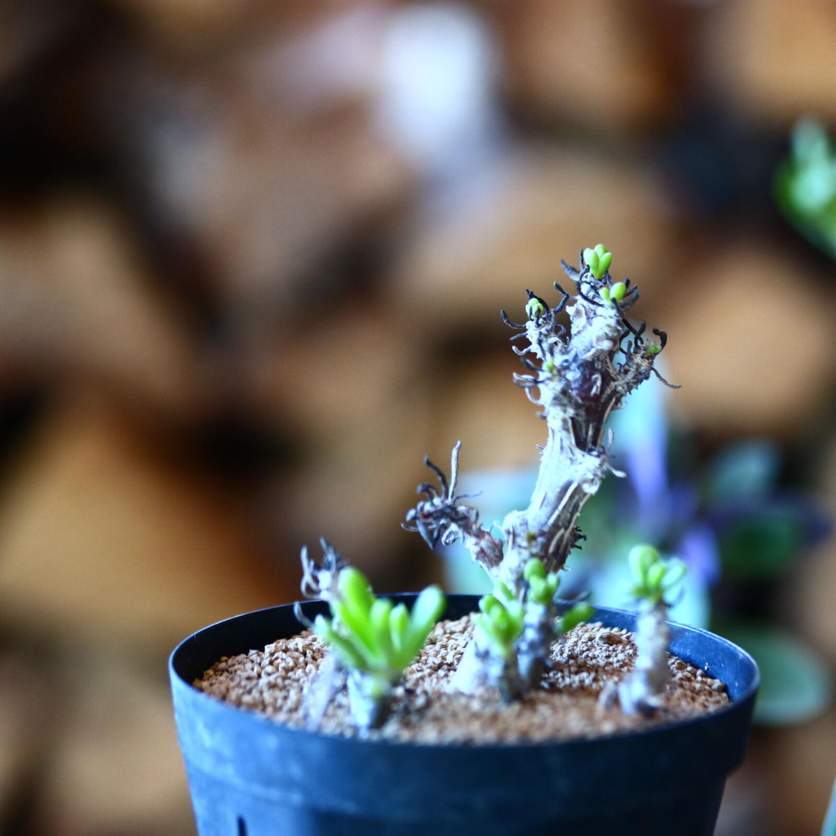 チレコドン ストリアツス tylecodon striatus no.1115...