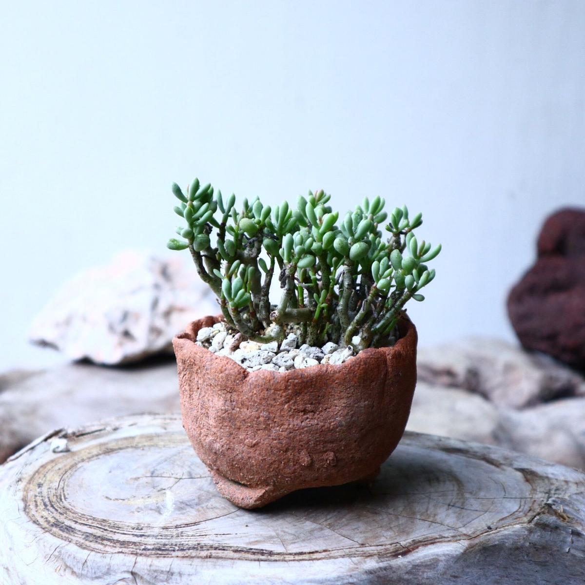 チレコドン スカエフェリアヌス Tylecodon schaeferanus n...