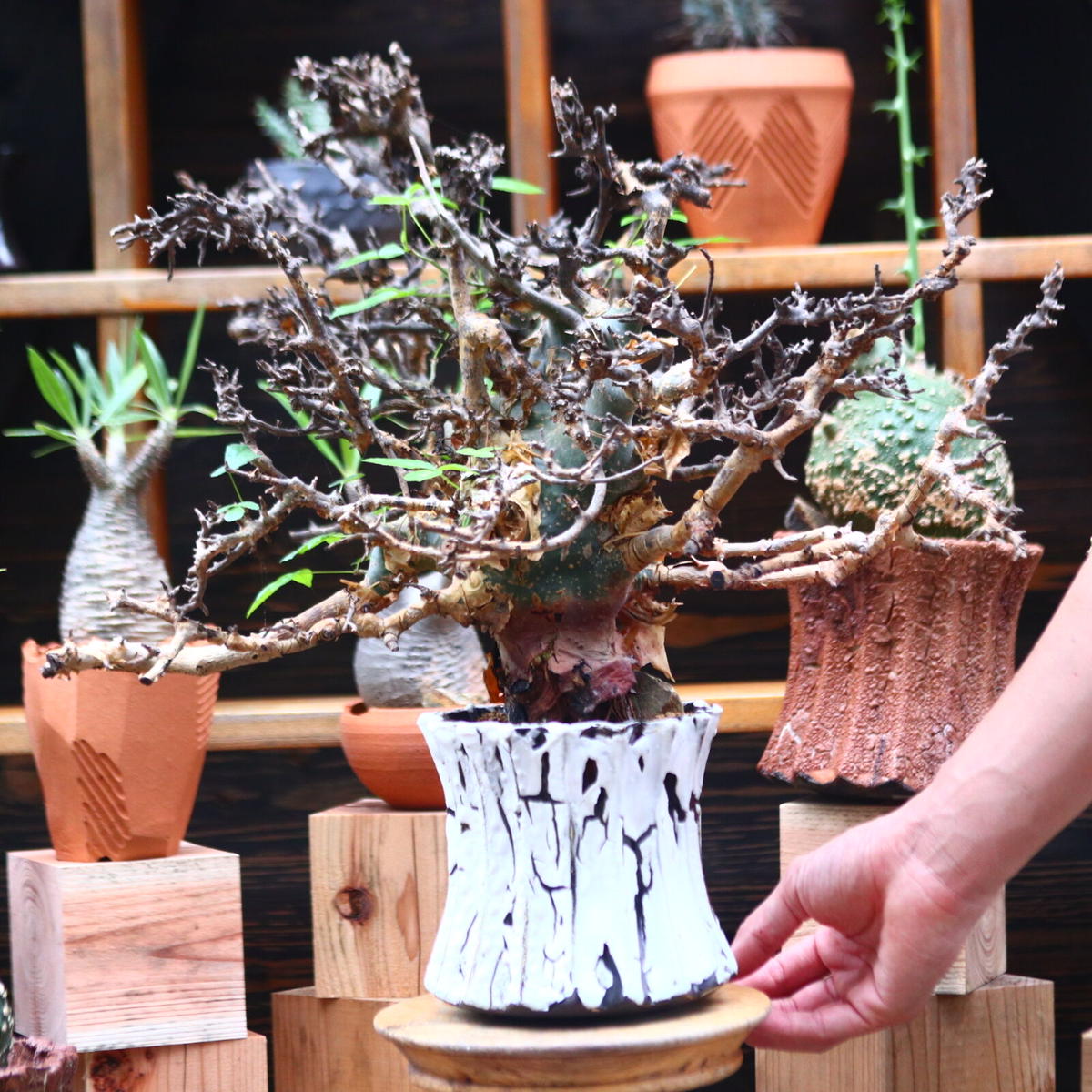 コミフォラ エミニー ／Commiphora eminii no.72406 | 芽の巣山