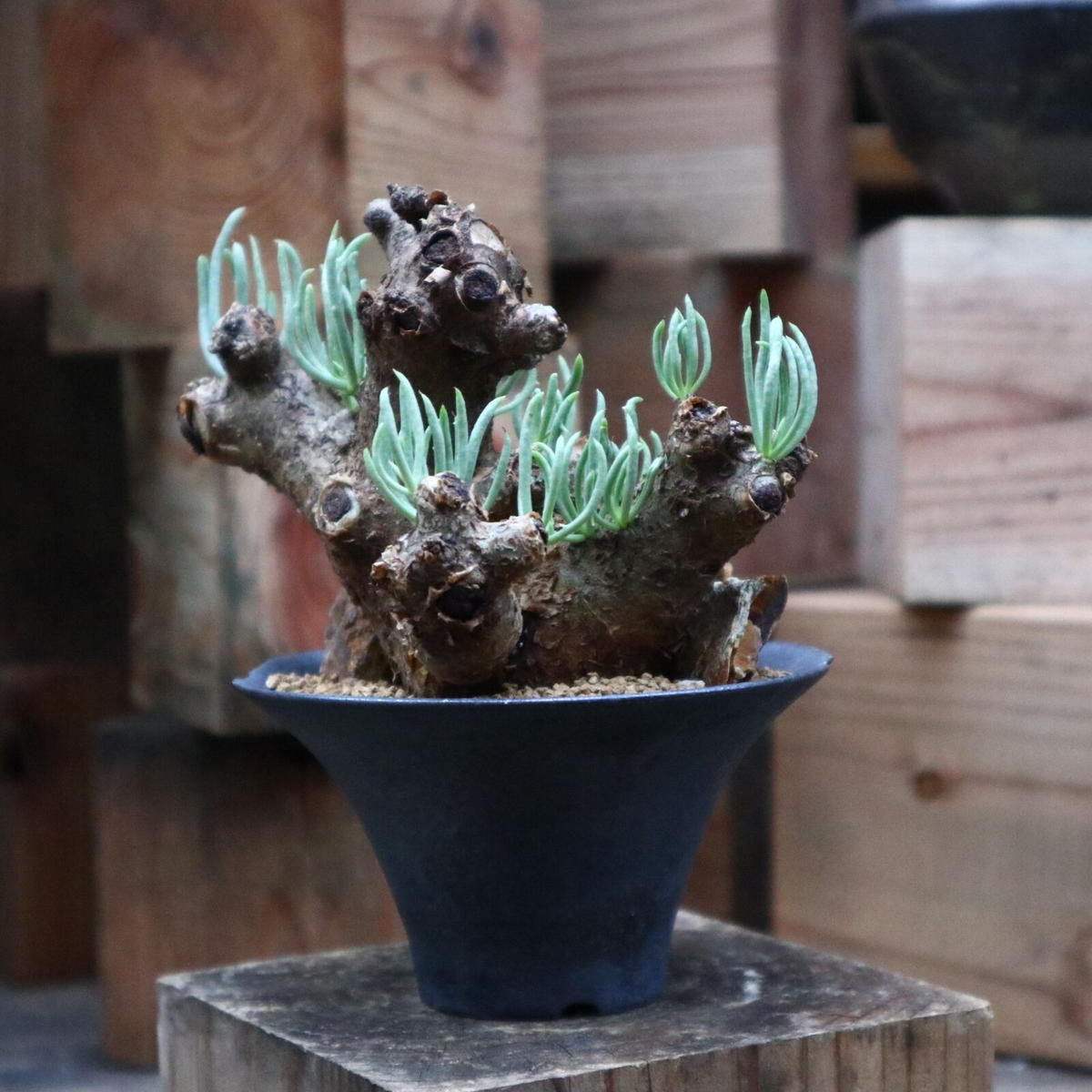 チレコドン ペアルソニー 白象／Tylecodon pearsonii no...