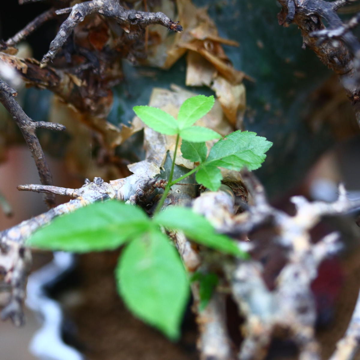 コミフォラ エミニー ／Commiphora eminii no.72406 | 芽の巣山