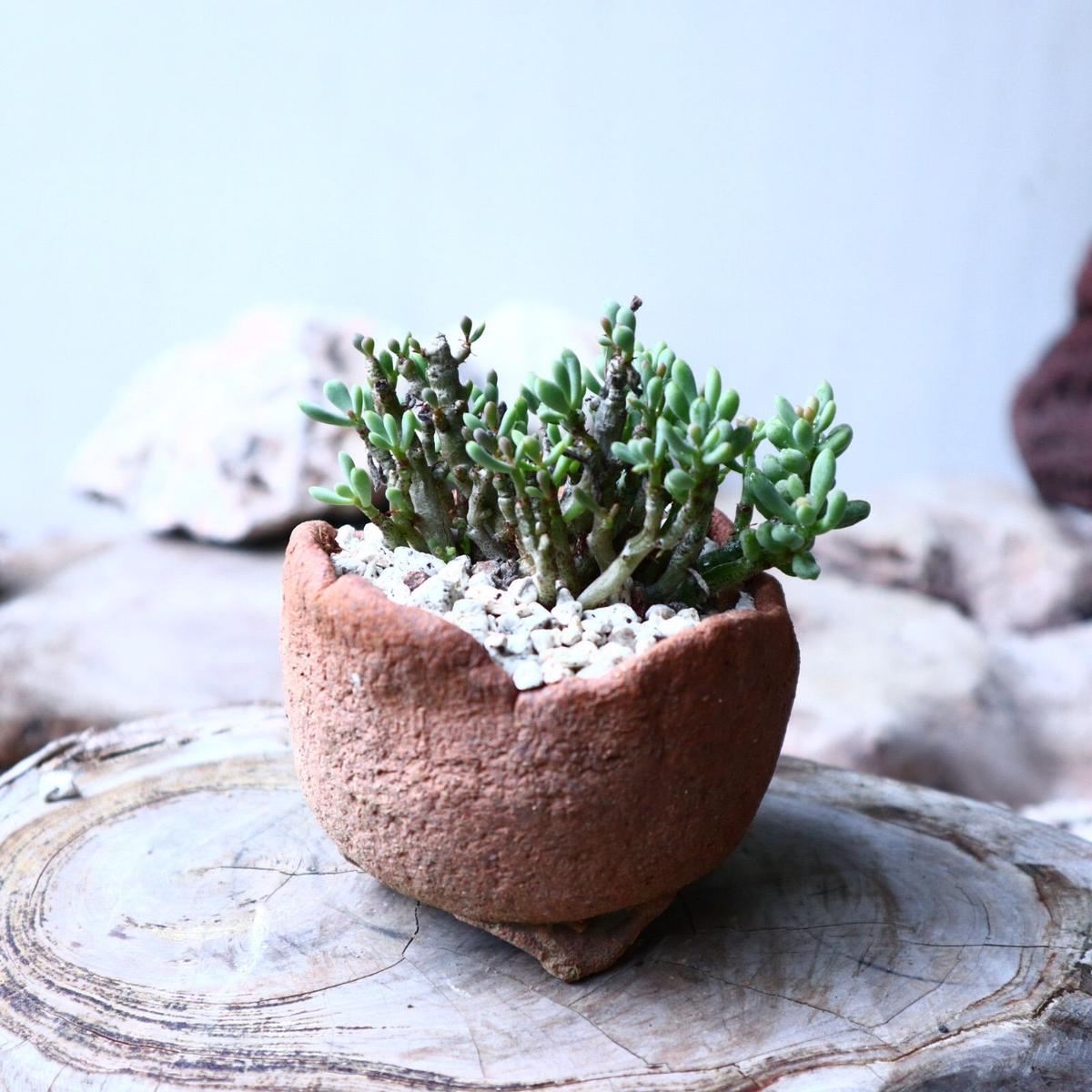 チレコドン スカエフェリアヌス Tylecodon schaeferanus ...