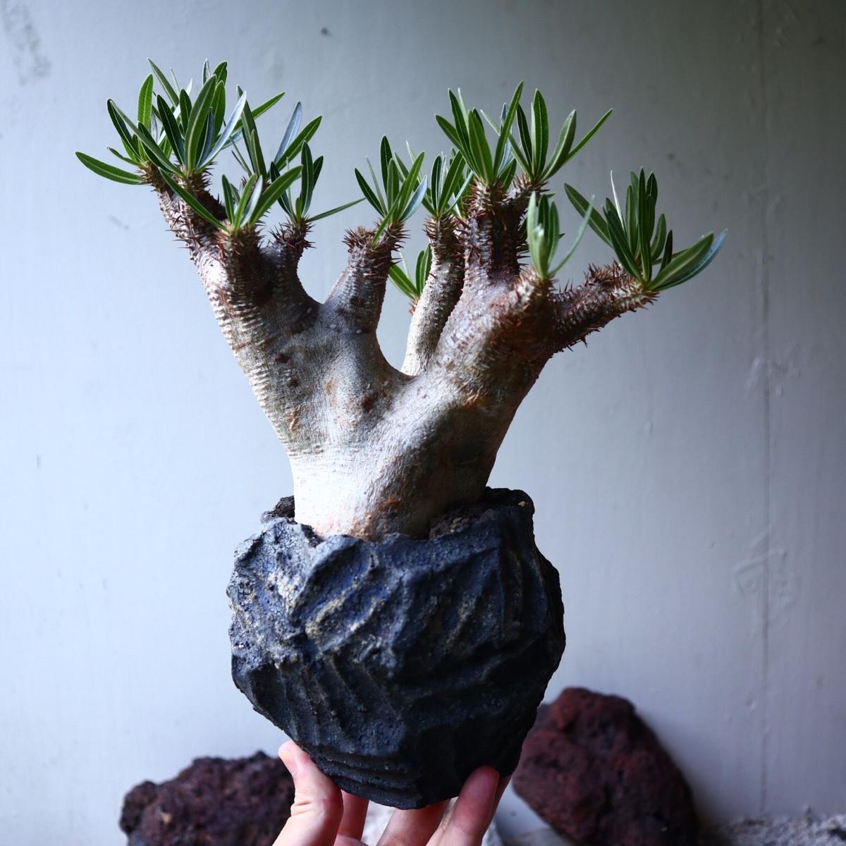 パキポディウム イノピナツム Pachypodium Inopinatum no.0...