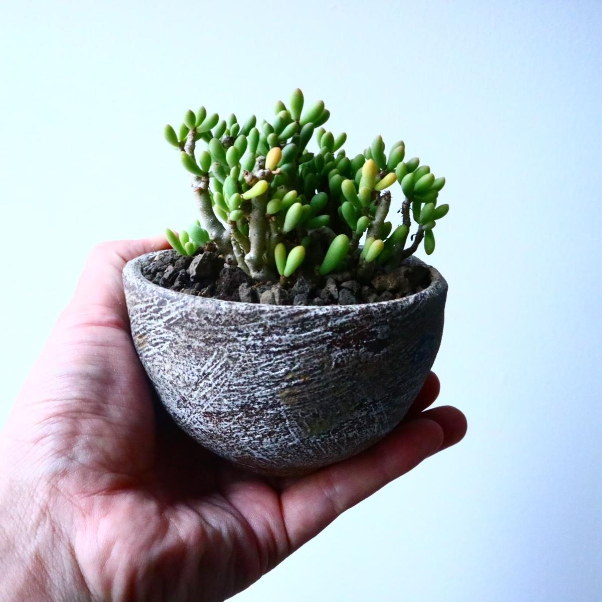 チレコドン スカエフェリアヌス Tylecodon schaeferanus No...