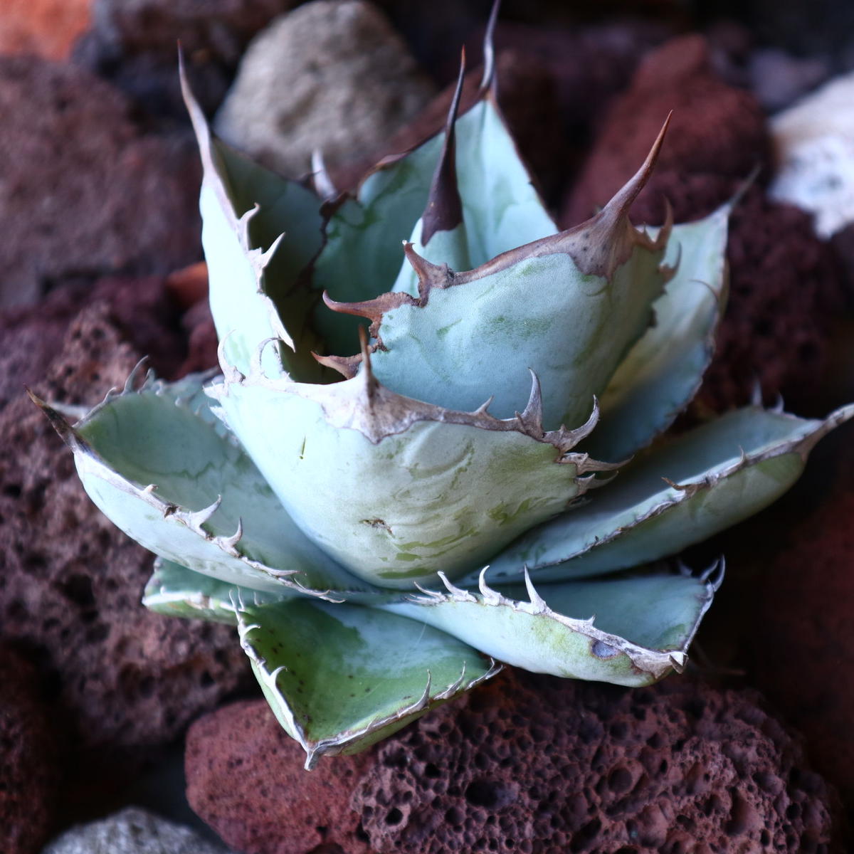 アガベ ホワイトアイス Agave titanota white ice no.308...