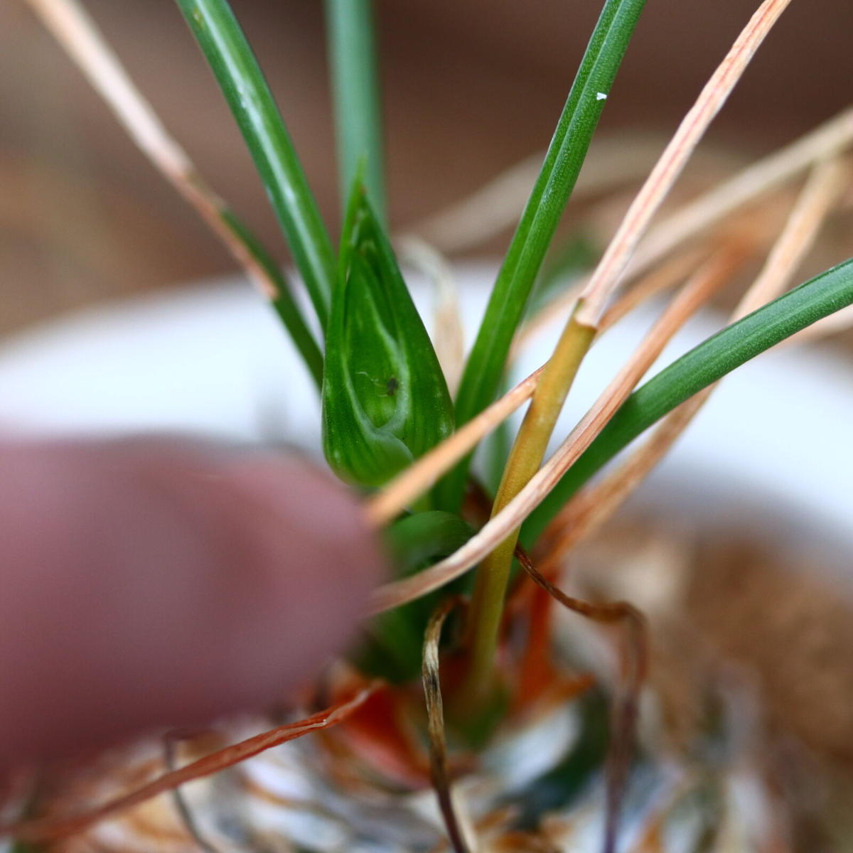 アルブカ sp. / Albuca sp. no.22685 | 芽の巣山